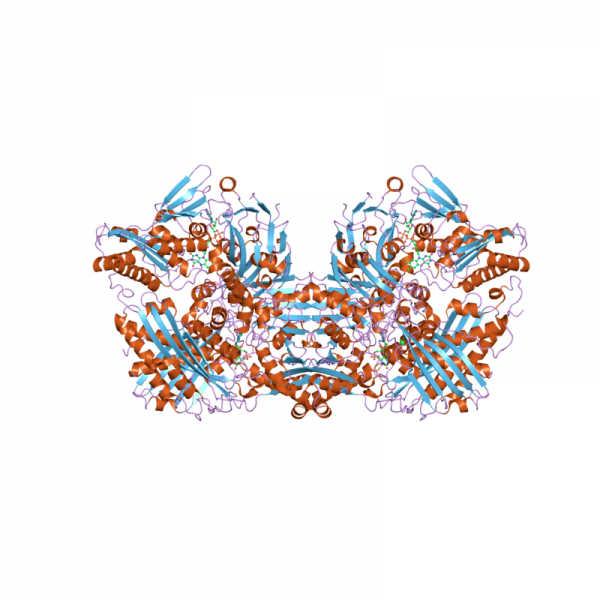 Xanthine Oxidase (Grade II, Lyophilized) – High-Purity Enzyme — Blue ...